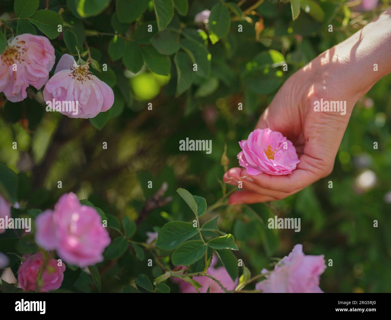 Femme cueillant des roses dans le champ des roses Damascena dans la ...