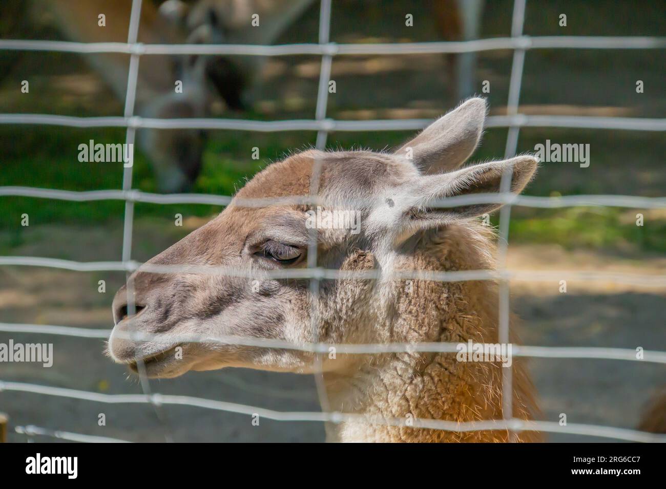 Lama derrière le filet. Le concept de captivité pour les animaux. Un ...