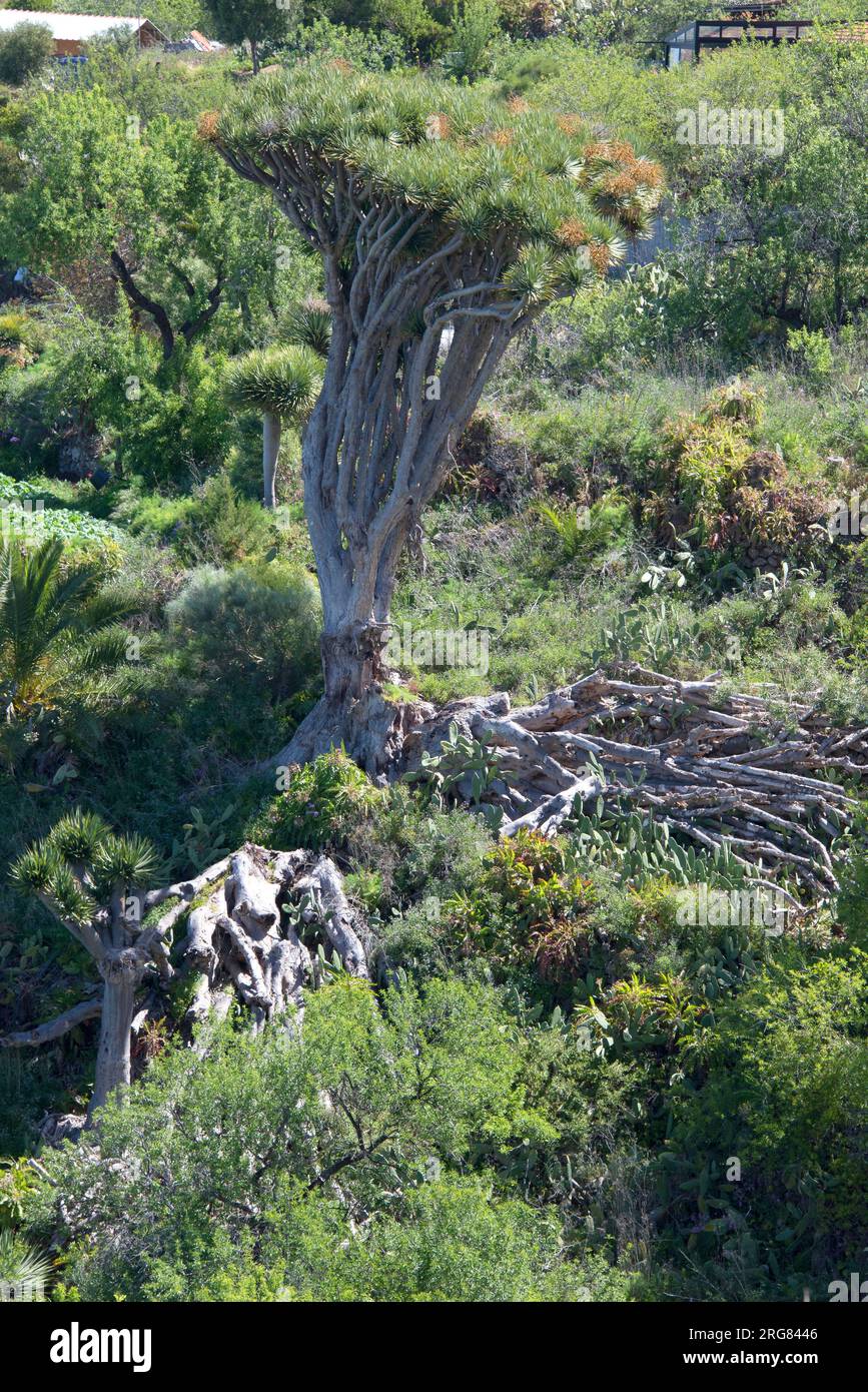 Drago ou dragons des îles Canaries (Dracaena draco) est une plante ...