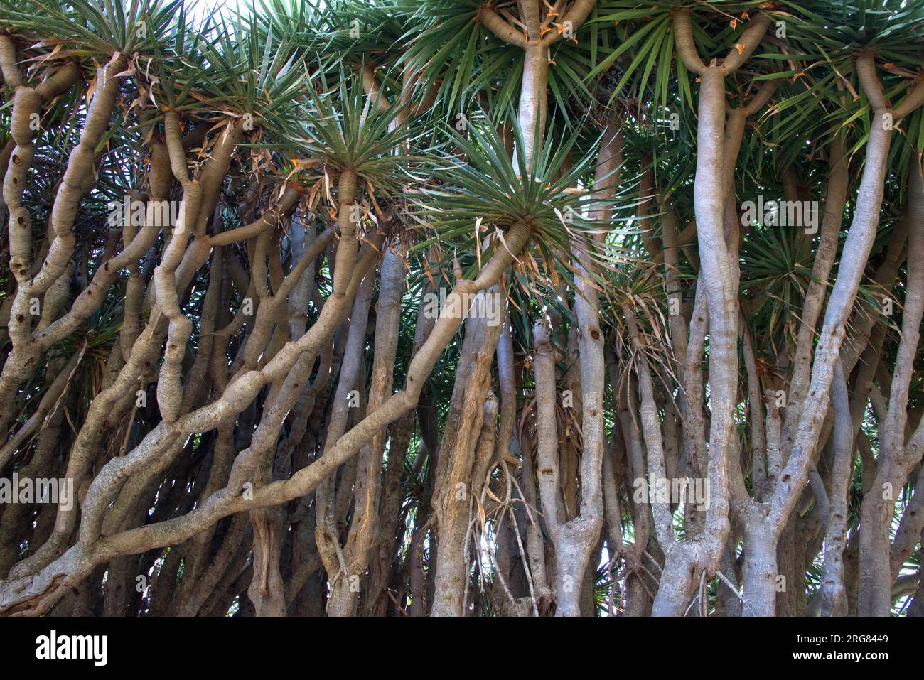 Drago ou dragons des îles Canaries (Dracaena draco) est une plante ...