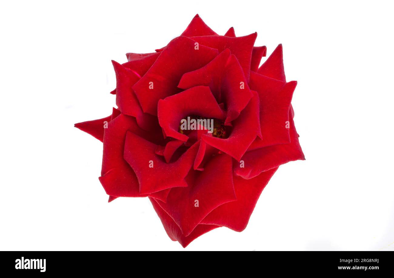 Solated sur fond blanc Banque de photographies et d’images à haute ...