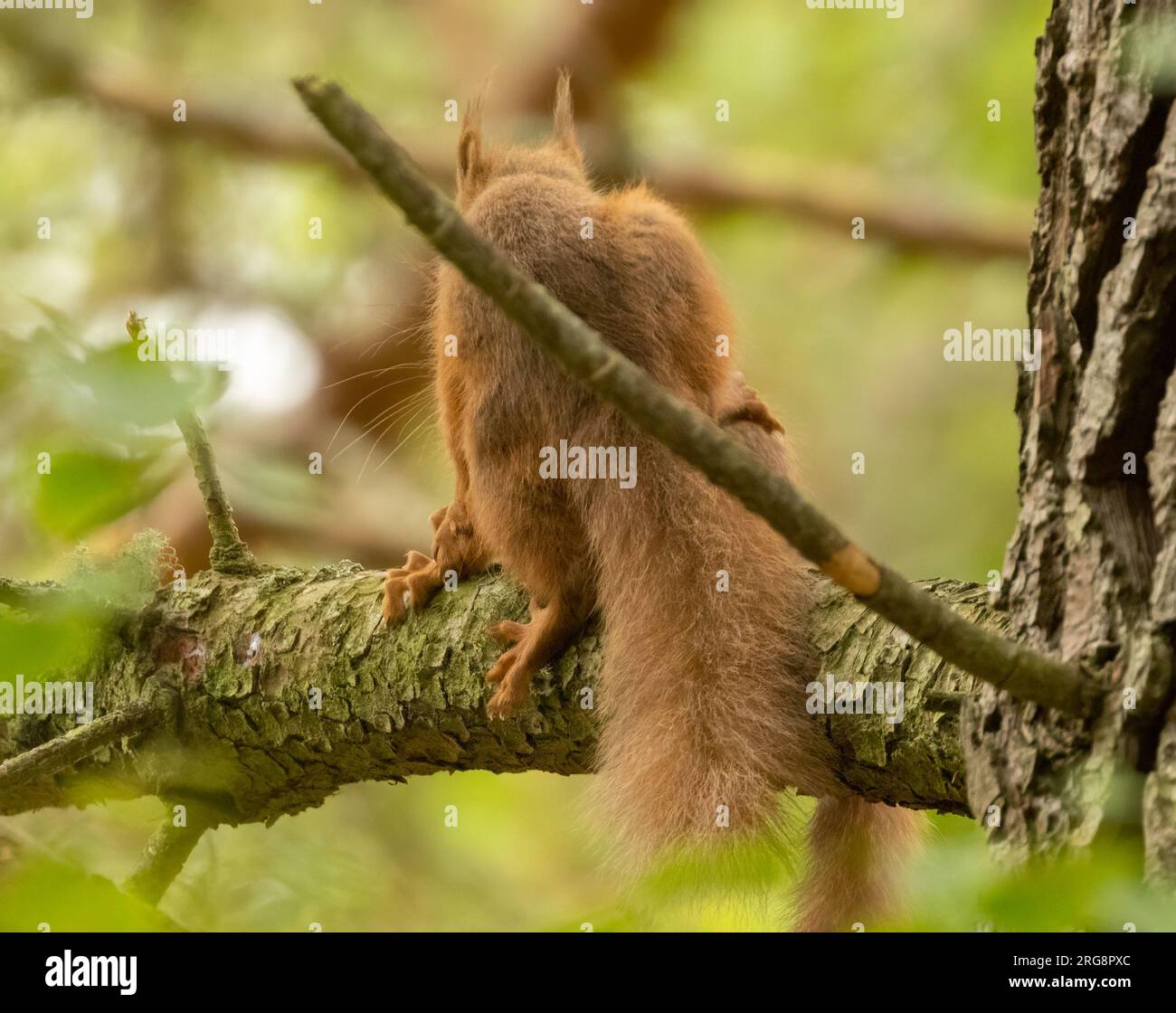 Squirrels mating Banque de photographies et d’images à haute résolution ...