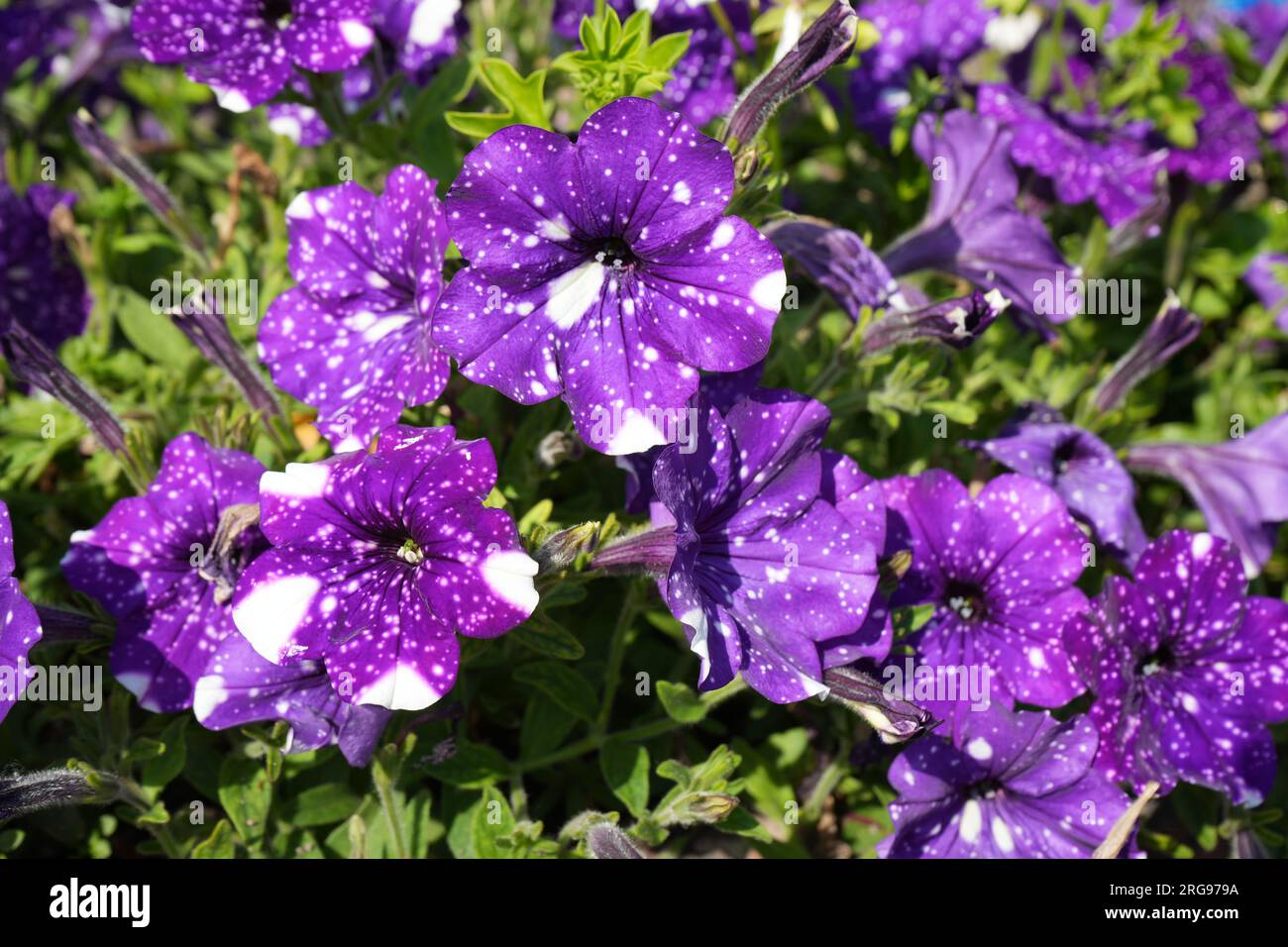 Common petunia Banque de photographies et d’images à haute résolution ...