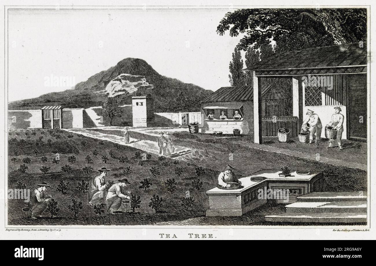 Thea bohea Banque de photographies et d’images à haute résolution - Alamy