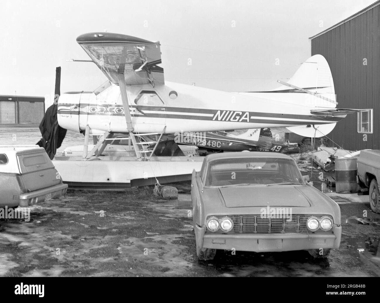 Castor alaska Banque d'images noir et blanc - Alamy
