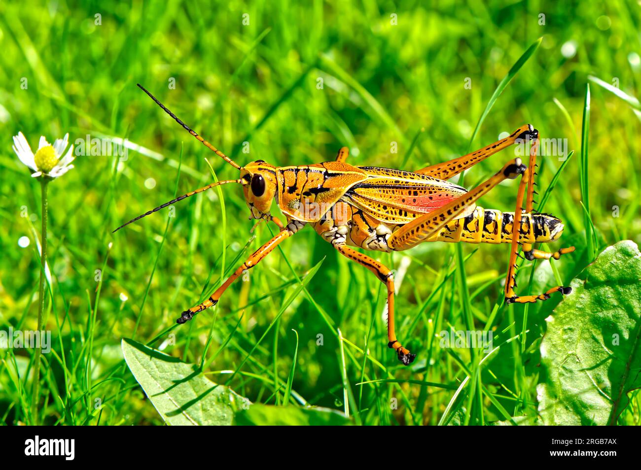 Eastern lubber grasshopper Banque de photographies et d’images à haute résolution - Alamy