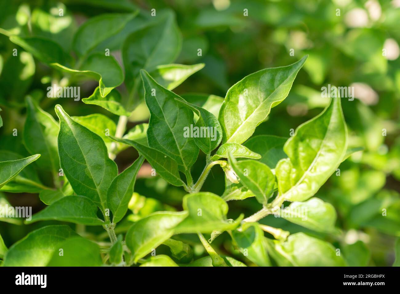 Capsicum chinense flower Banque de photographies et d’images à haute ...