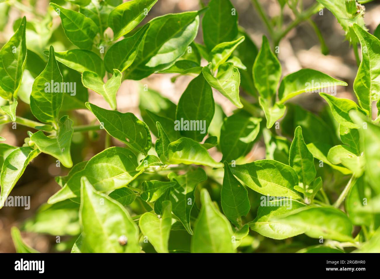 Capsicum chinense flower Banque de photographies et d’images à haute ...