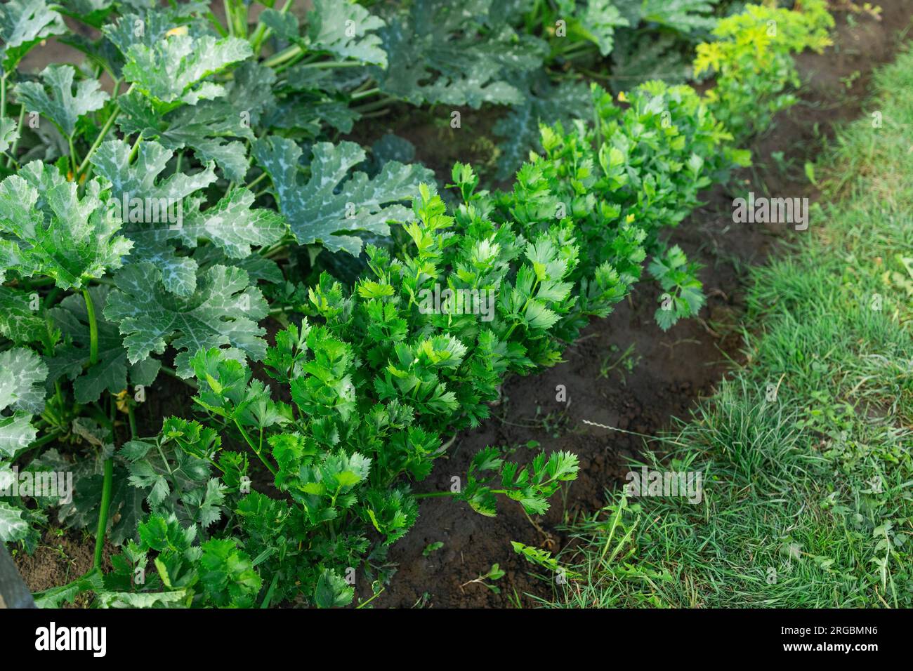 Gros plan de la plantation de céleri, légumes feuilles dans le potager ...