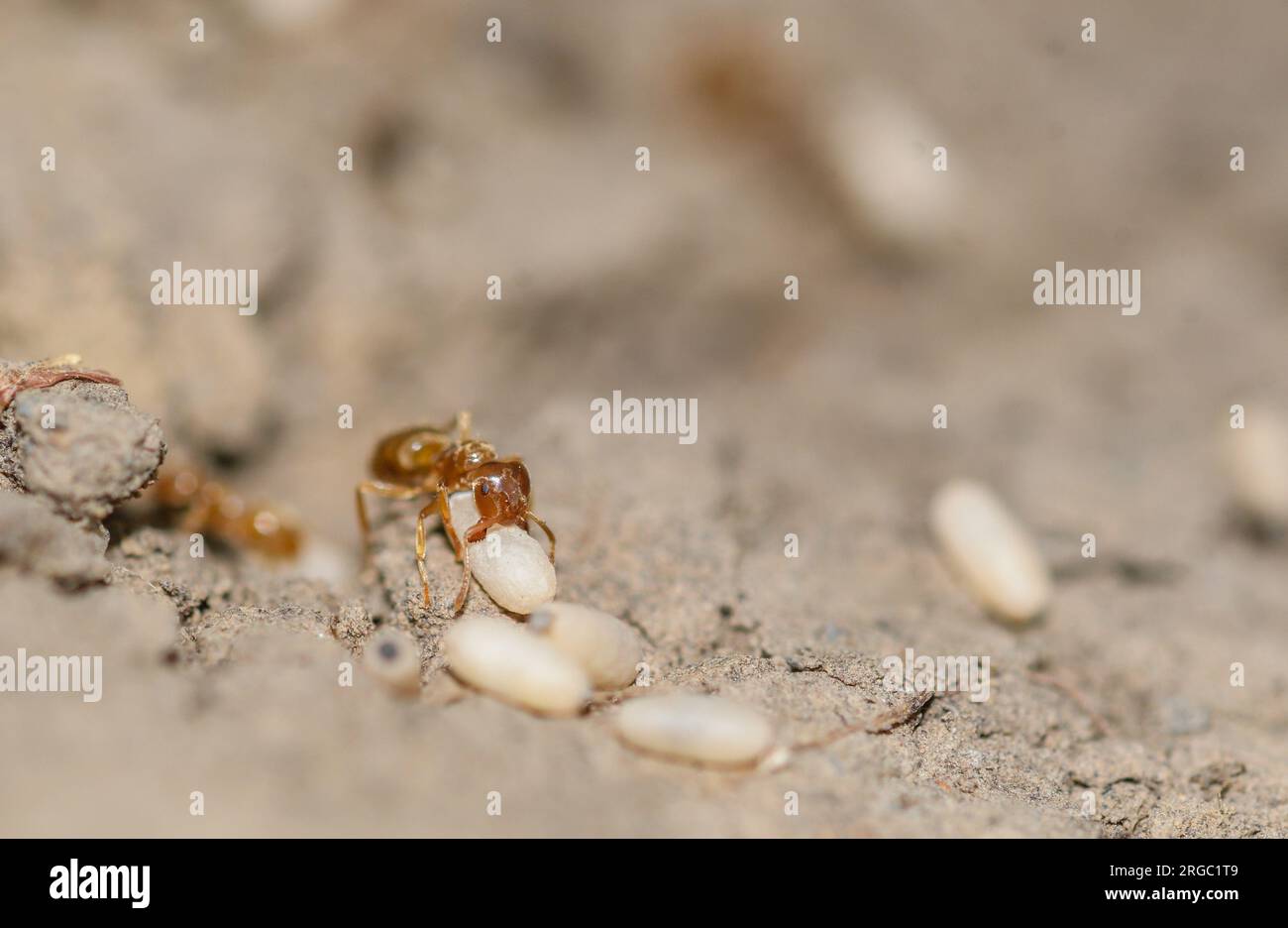 Oeufs de fourmis en gros plan Banque de photographies et d’images à ...