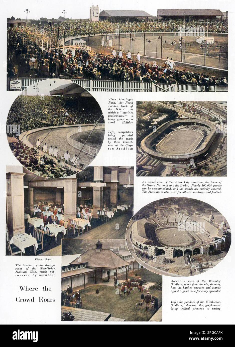 Stade de lévriers de wimbledon lévriers Banque de photographies et d ...
