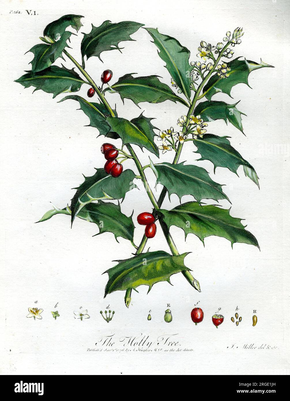 Holly tree Banque de photographies et d’images à haute résolution - Alamy