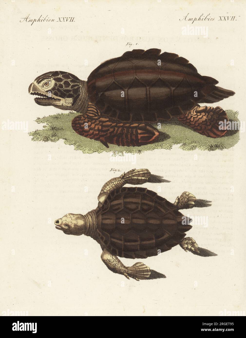 Tortue verte, en voie de disparition, Chelonia mydas 1, et tortue ...