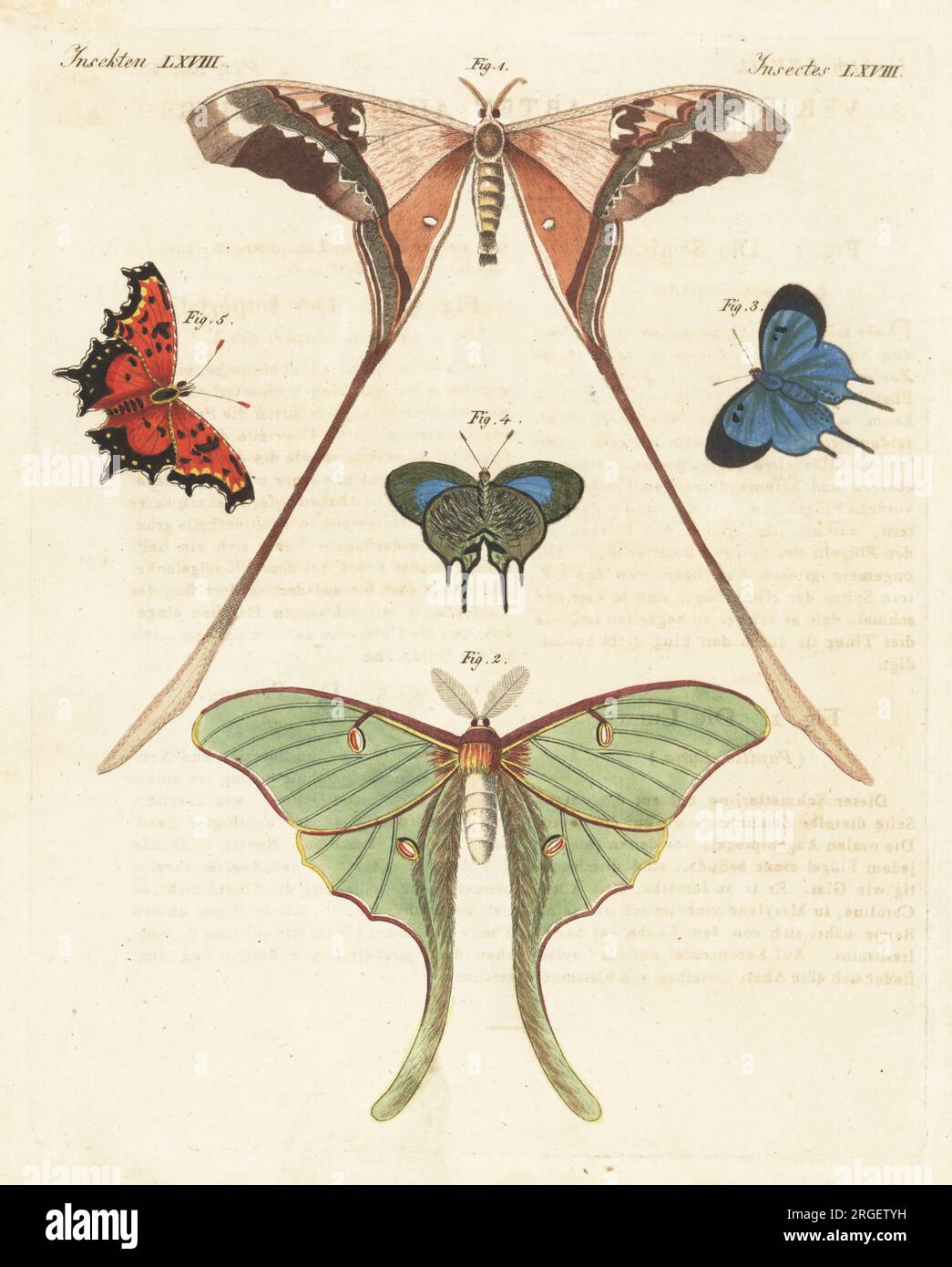 Saturnid Moth, Copiopteryx semiramis 1, luna Moth, Actias luna 2, Arcas ...