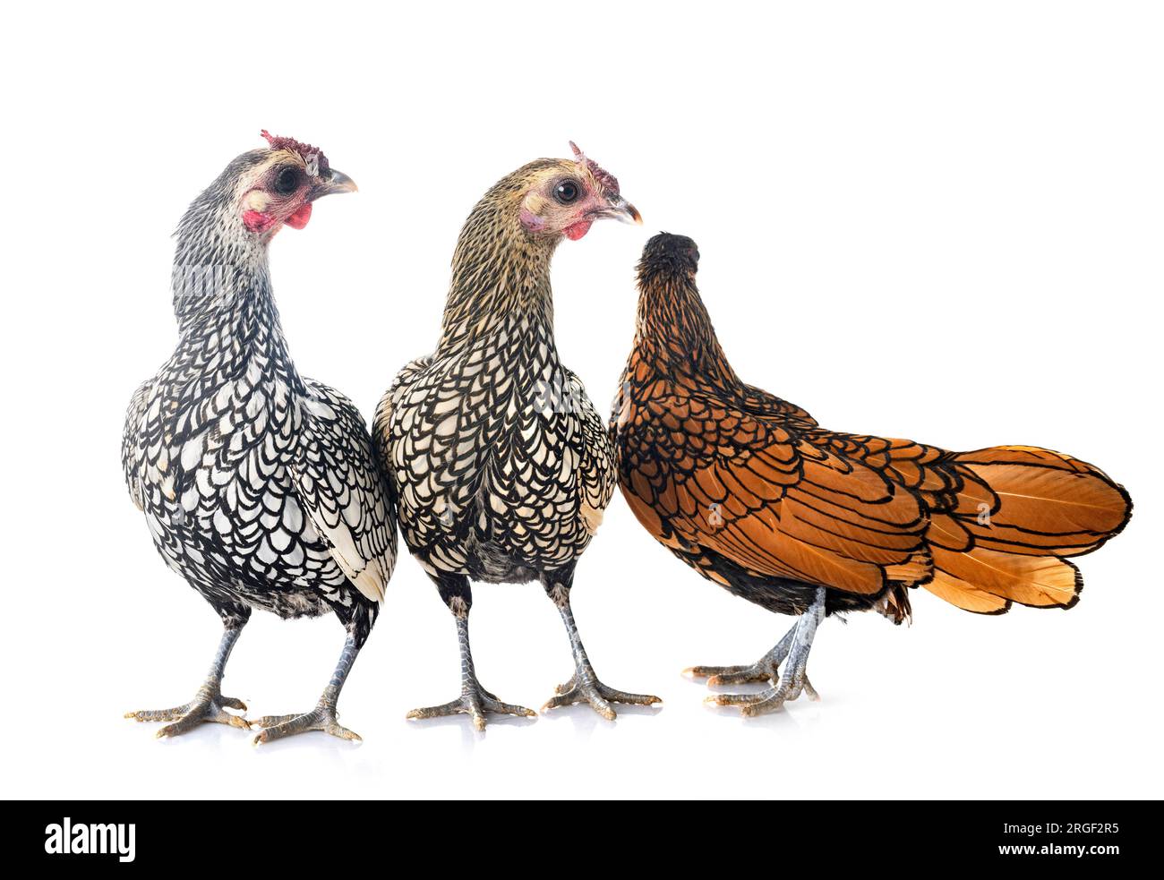 Poulet sebright argent Banque de photographies et d’images à haute ...