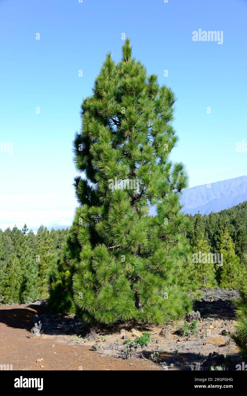 Pino canario canary island pine pinus canariensis Banque de ...