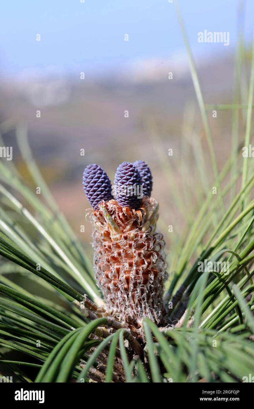 Pino canario canary island pine pinus canariensis Banque de ...
