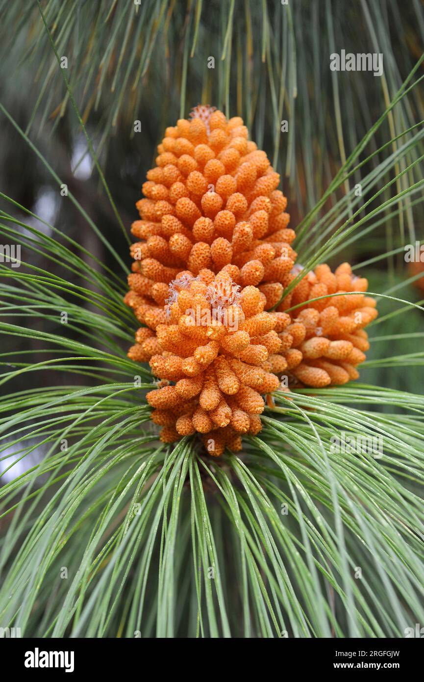 Pino canario canary island pine pinus canariensis Banque de ...