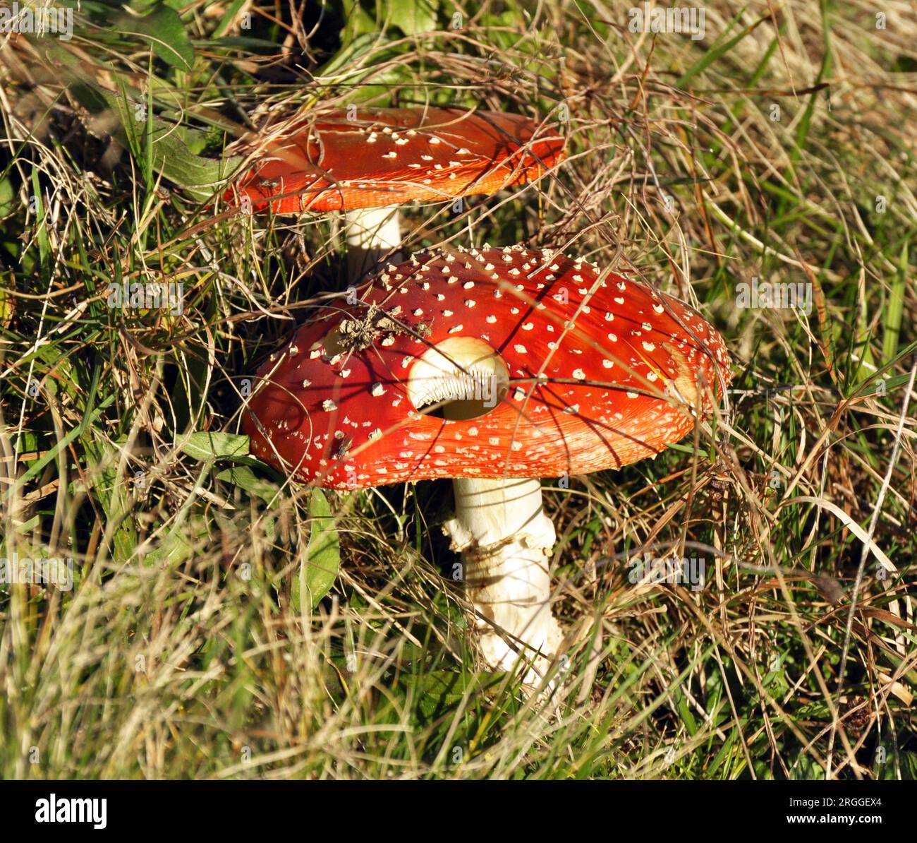 Champignons rouges champignons verts Banque de photographies et d ...