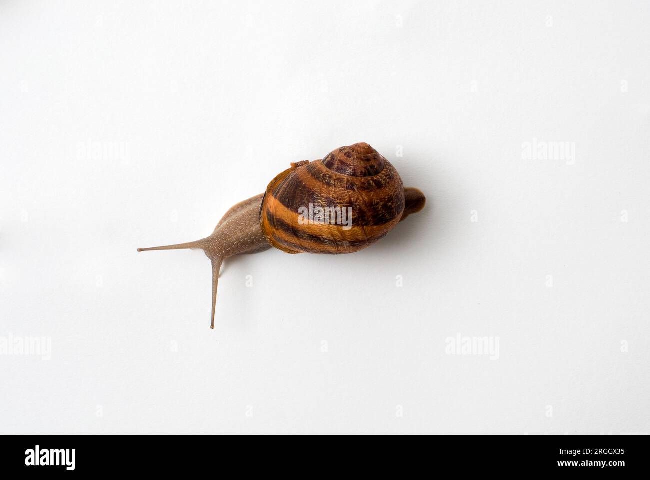 Escargot sur fond blanc Banque de photographies et d’images à haute ...