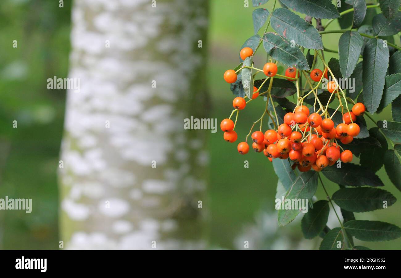 Rowan arbre sorbus aucuparia Banque de photographies et d’images à ...