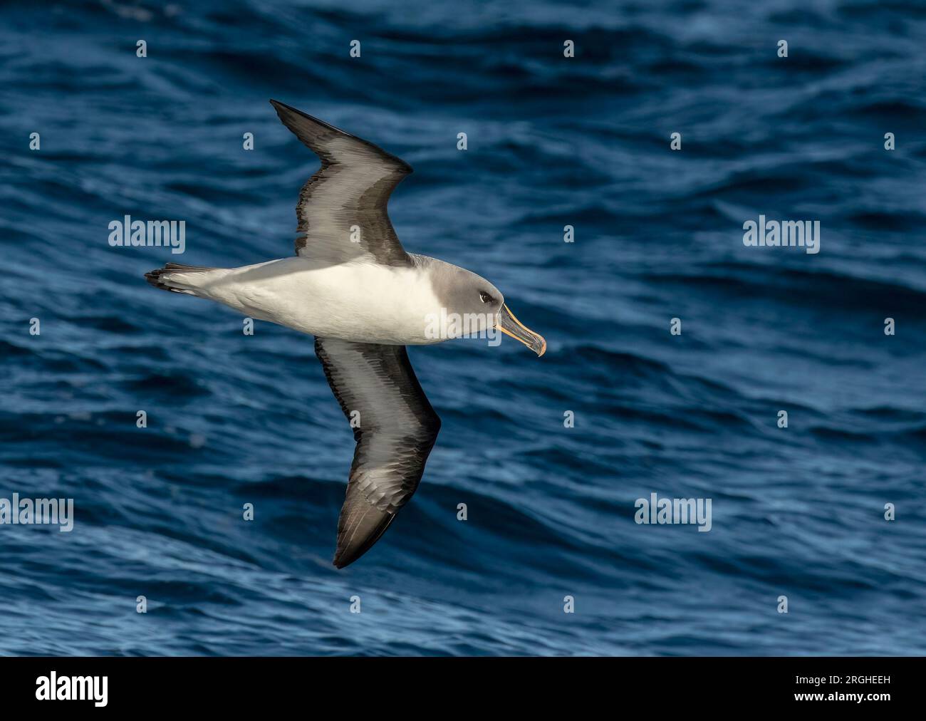Albatros à tête grise Banque de photographies et d’images à haute ...