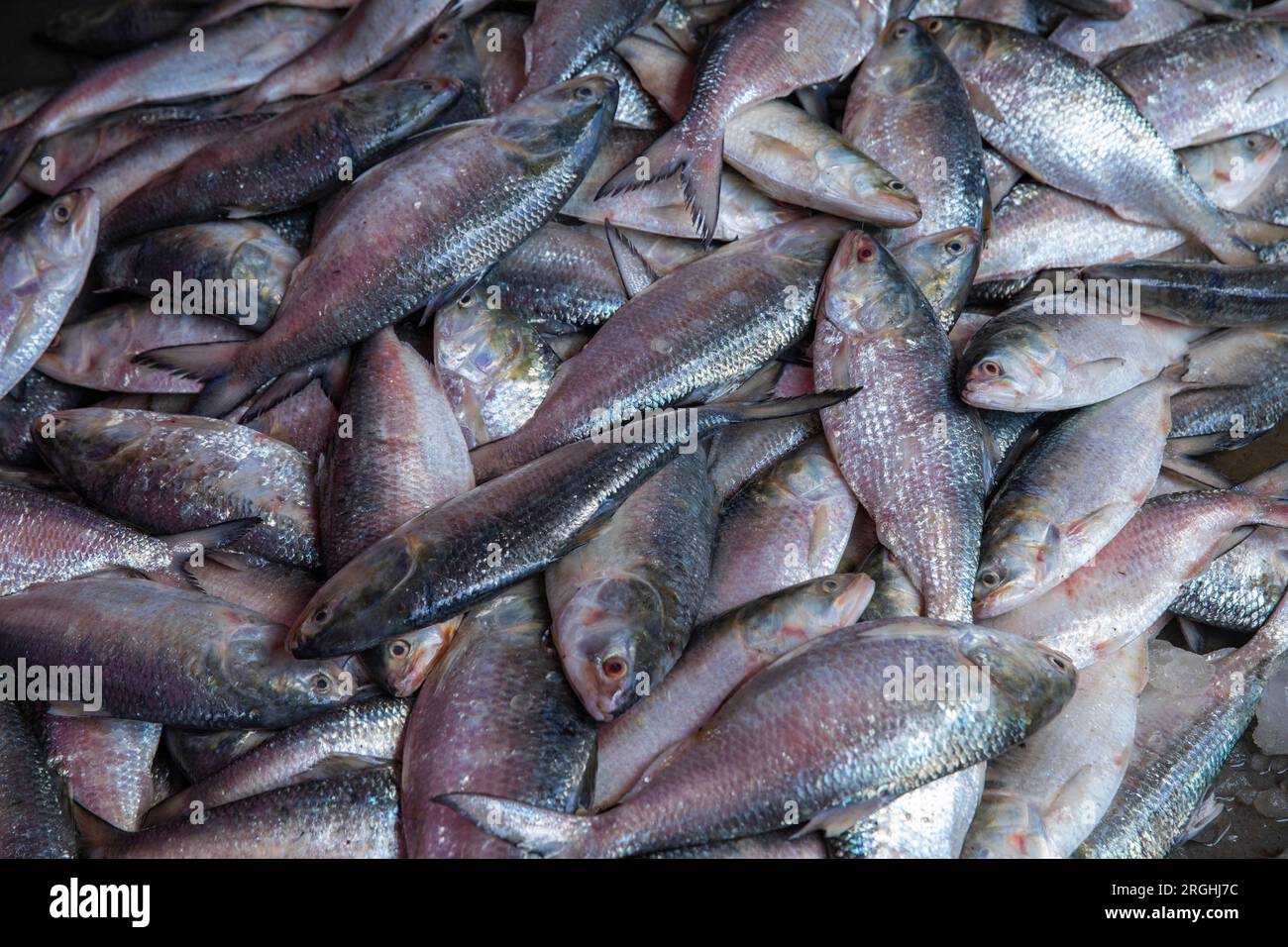 Les poissons Hilsa sont vendus à la station de débarquement de poissons ...
