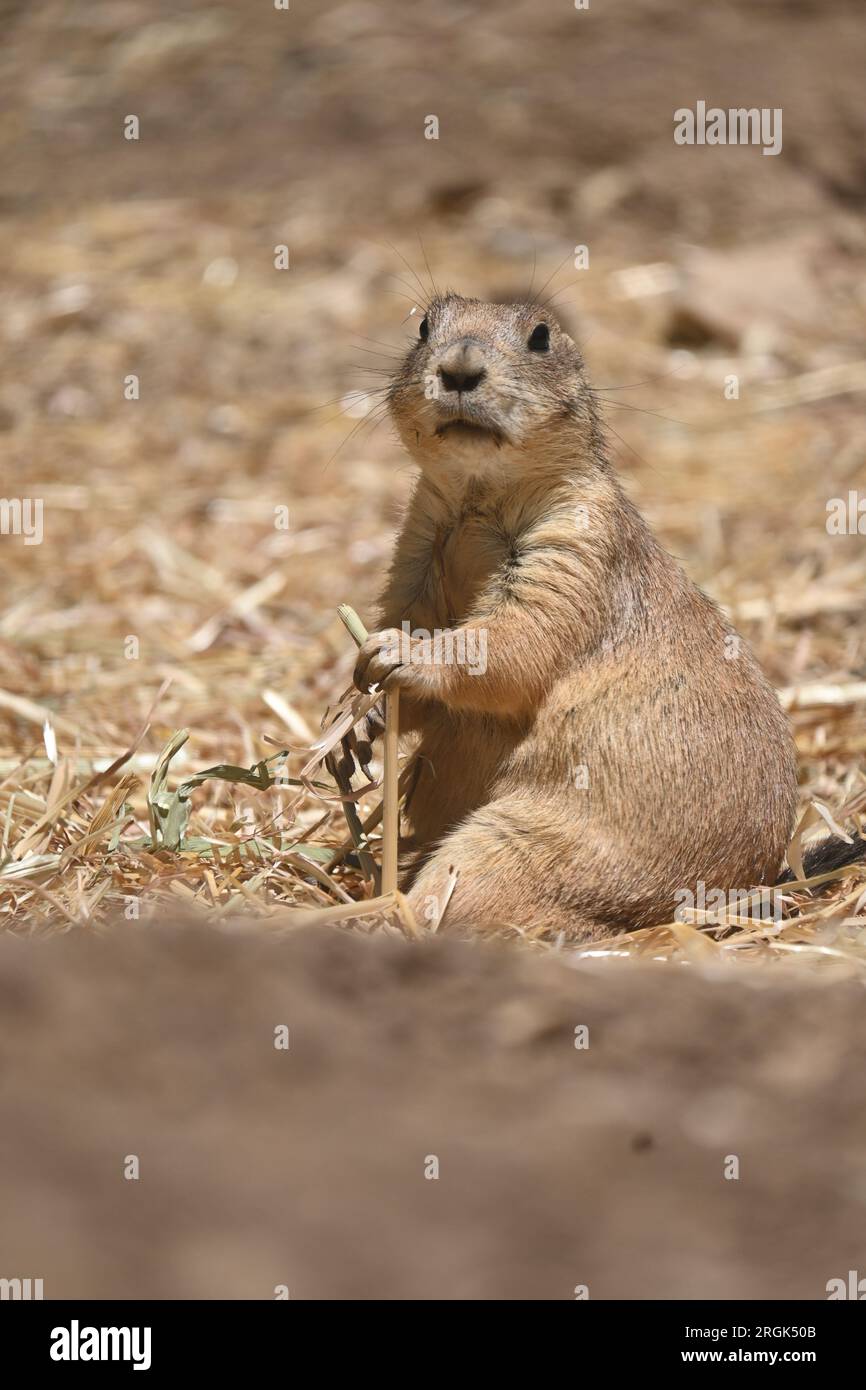 Dog on guard Banque de photographies et d’images à haute résolution - Alamy