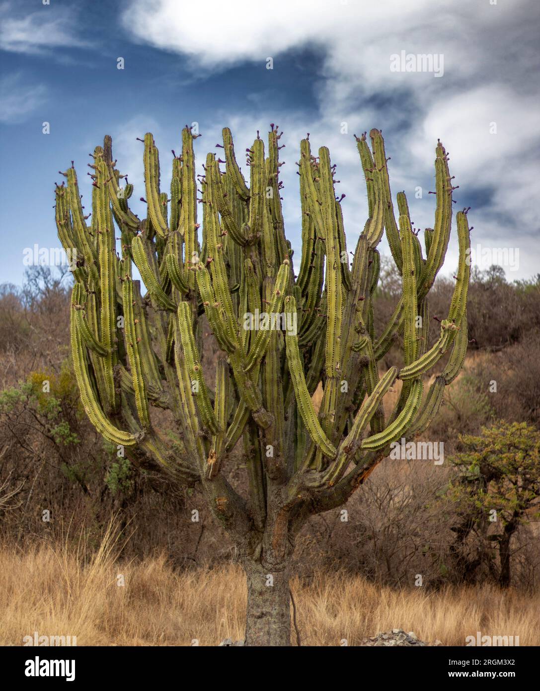Gros cactus Banque de photographies et d’images à haute résolution - Alamy