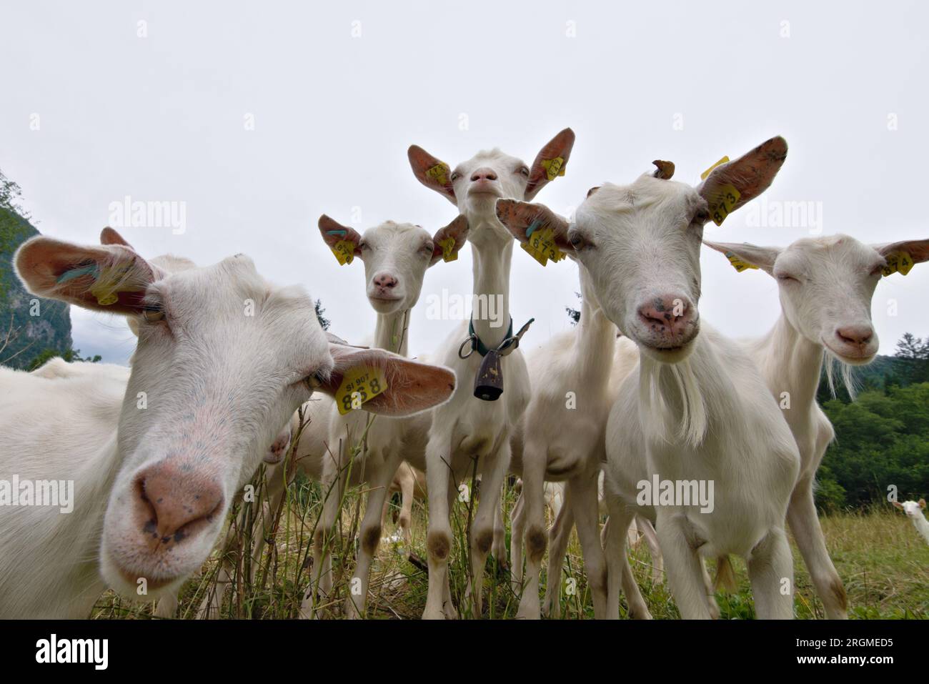 Chèvre drôle Banque de photographies et d’images à haute résolution - Alamy