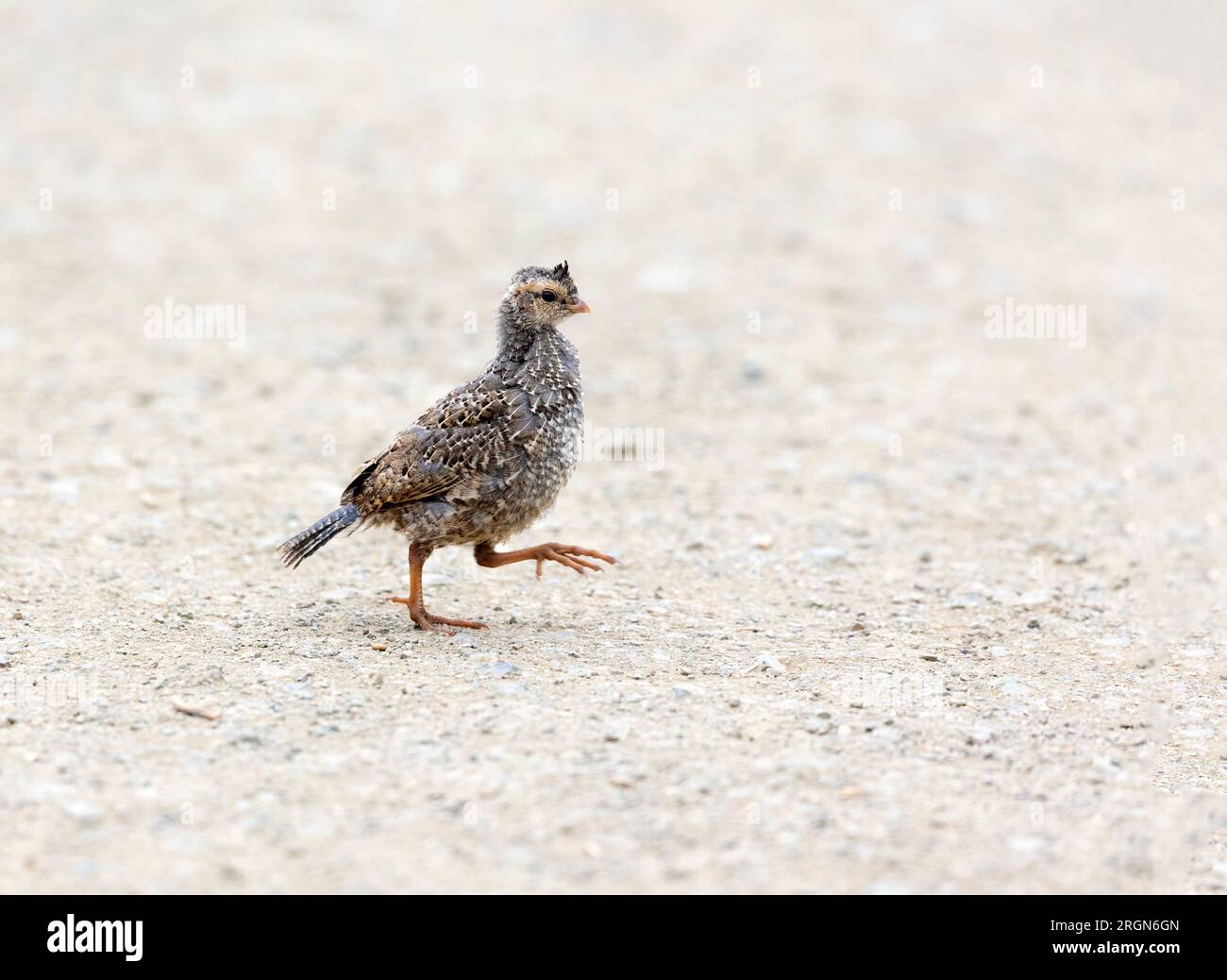 Quail chick Banque de photographies et d’images à haute résolution - Alamy