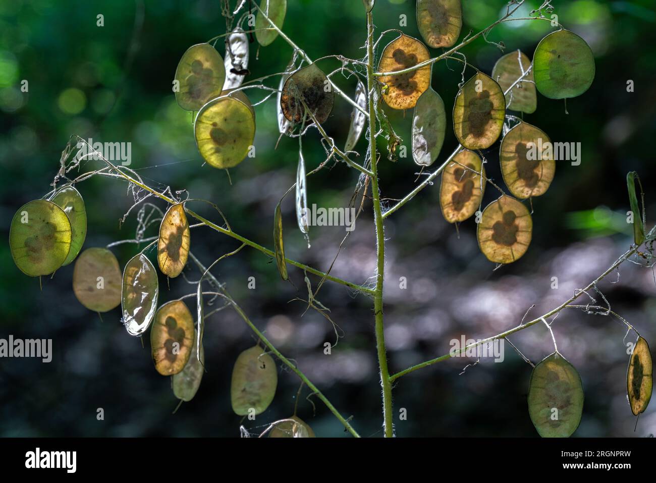 Brassicaceae cruciferae seeds Banque de photographies et d’images à ...