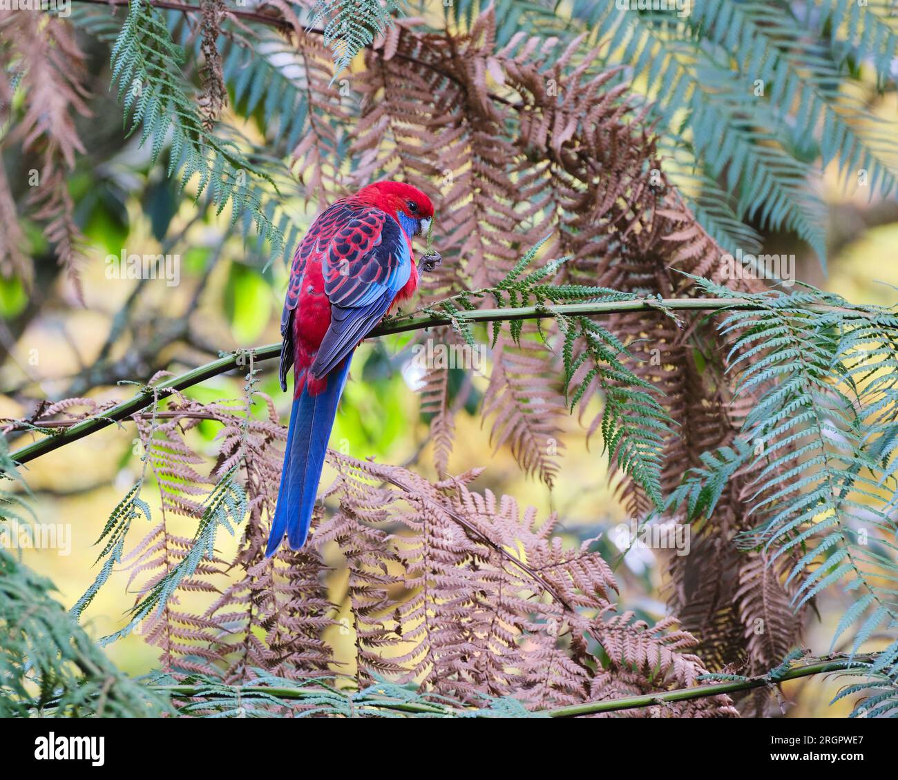 Man fern Banque de photographies et d’images à haute résolution - Alamy