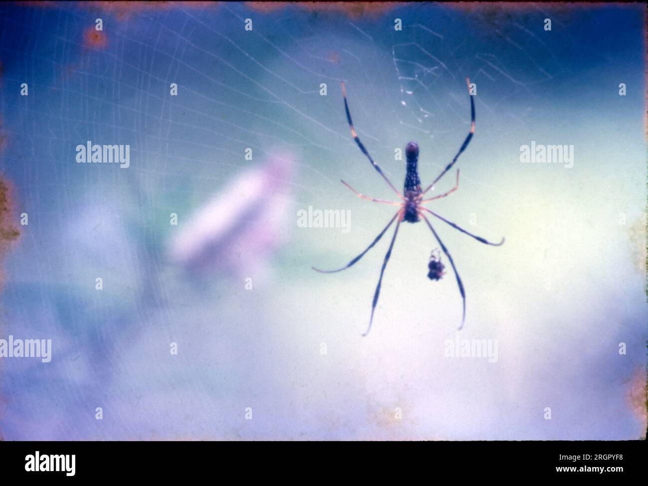 Extruder de la soie Banque de photographies et d’images à haute ...