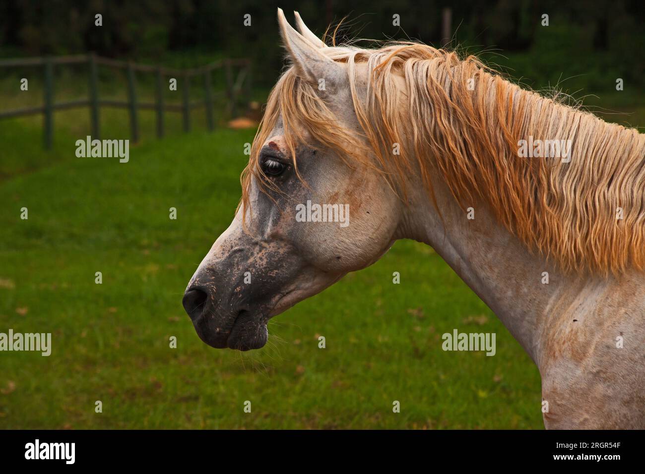 Cheval arabe égyptien Banque de photographies et d’images à haute ...