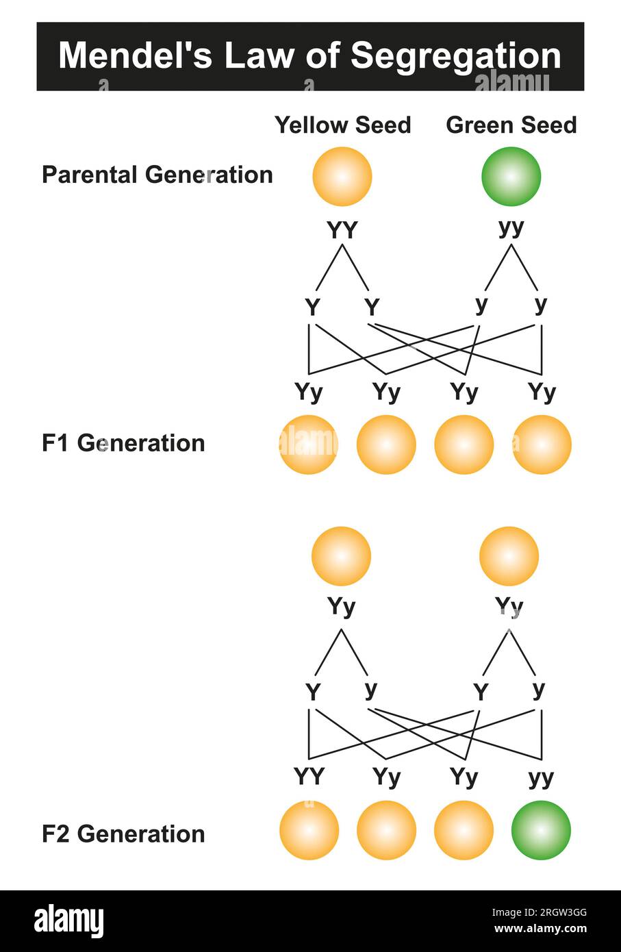 Loi mendels Banque de photographies et d’images à haute résolution - Alamy