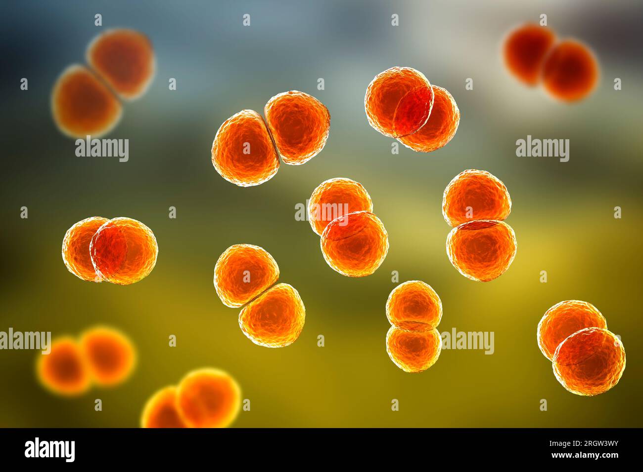 Gram positive streptococcus pneumoniae Banque de photographies et d ...