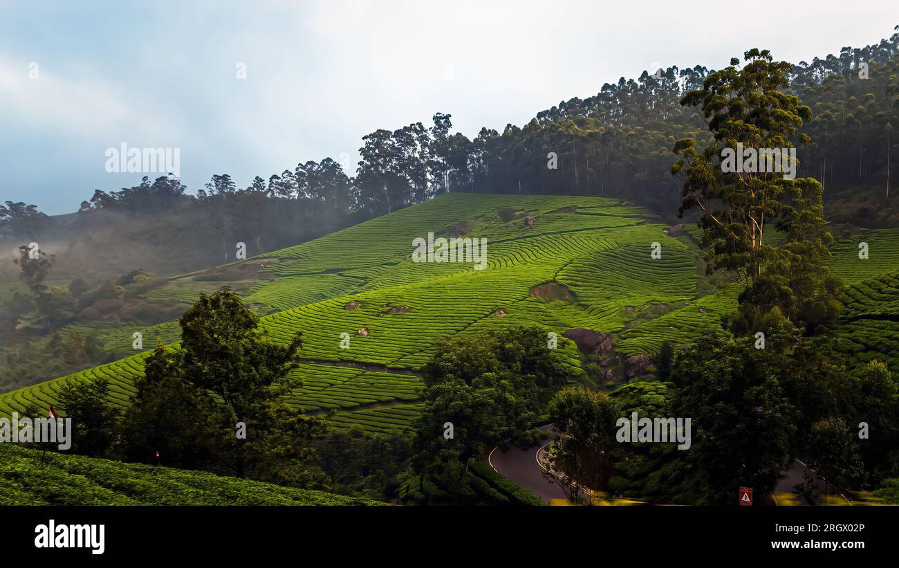 Inde inde kerala munnar Banque de photographies et d’images à haute ...