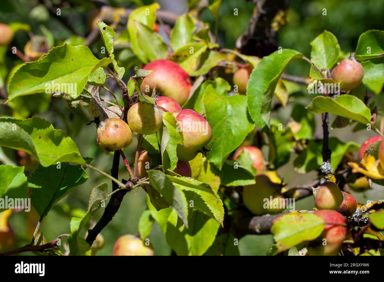 jardin d'été avec arbres fruitiers et récolte de pommes, activité ...