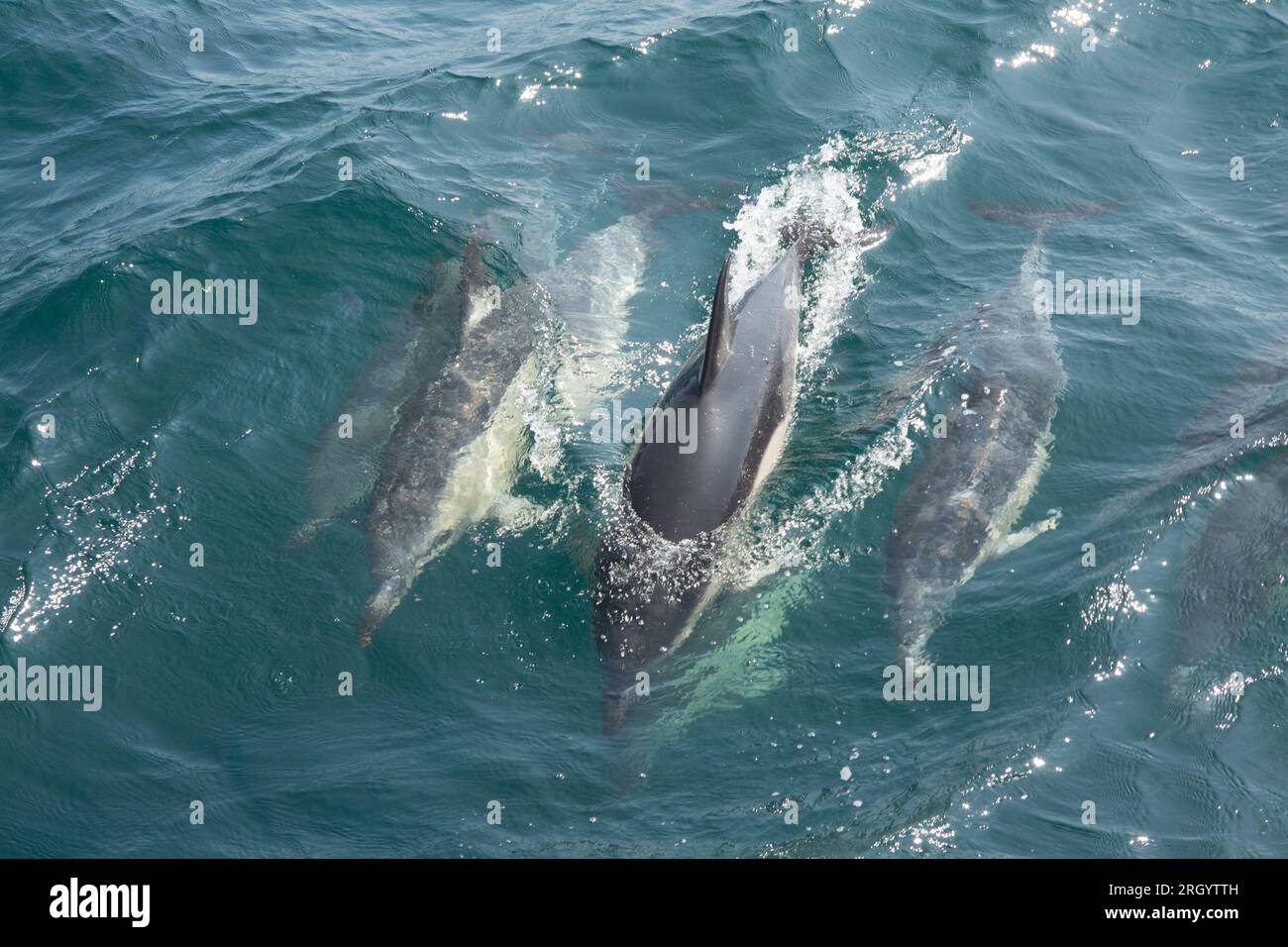 Reproduction des dauphins Banque de photographies et d’images à haute ...