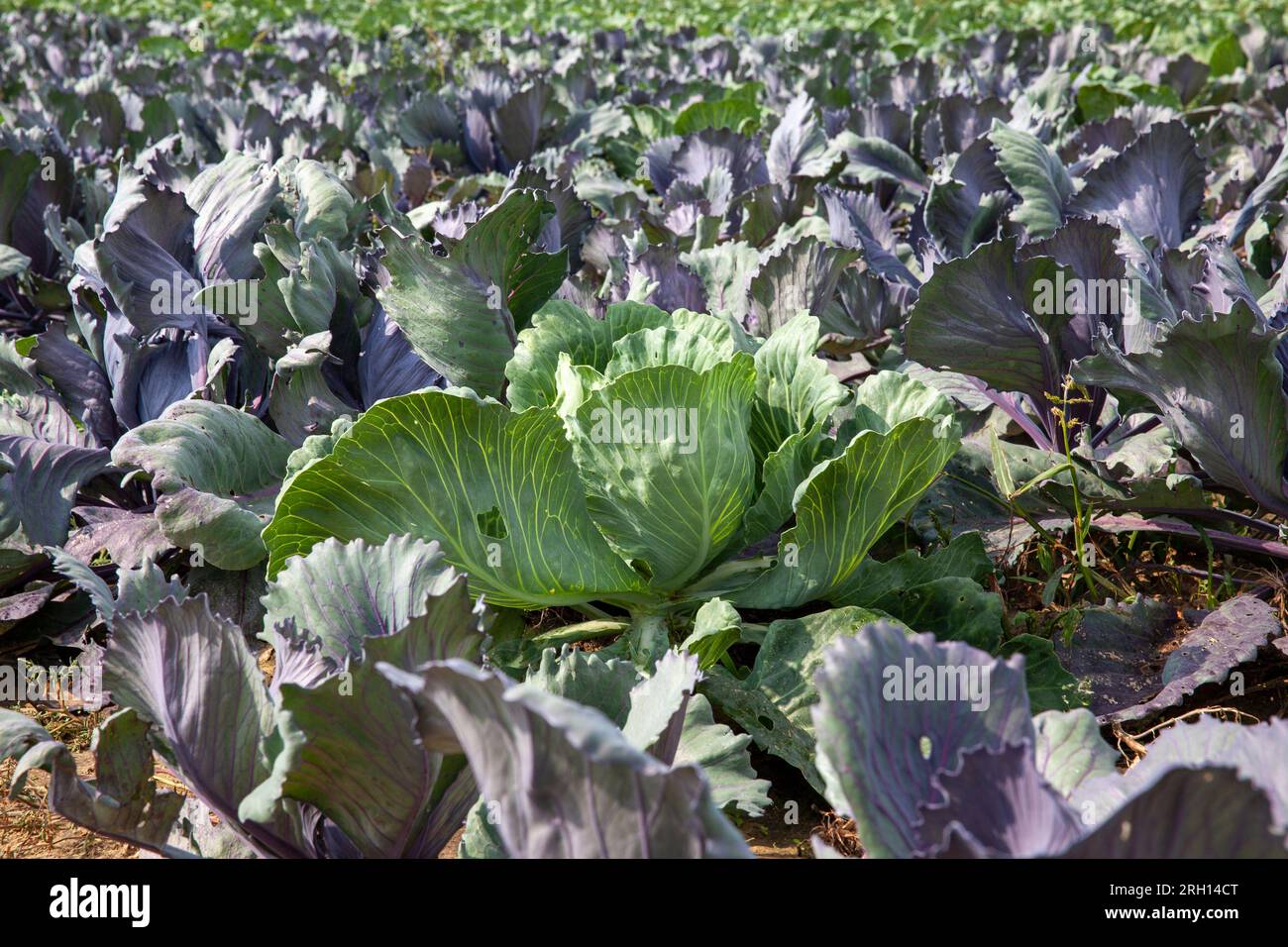champ de chou pendant la culture de la récolte végétale, activité ...