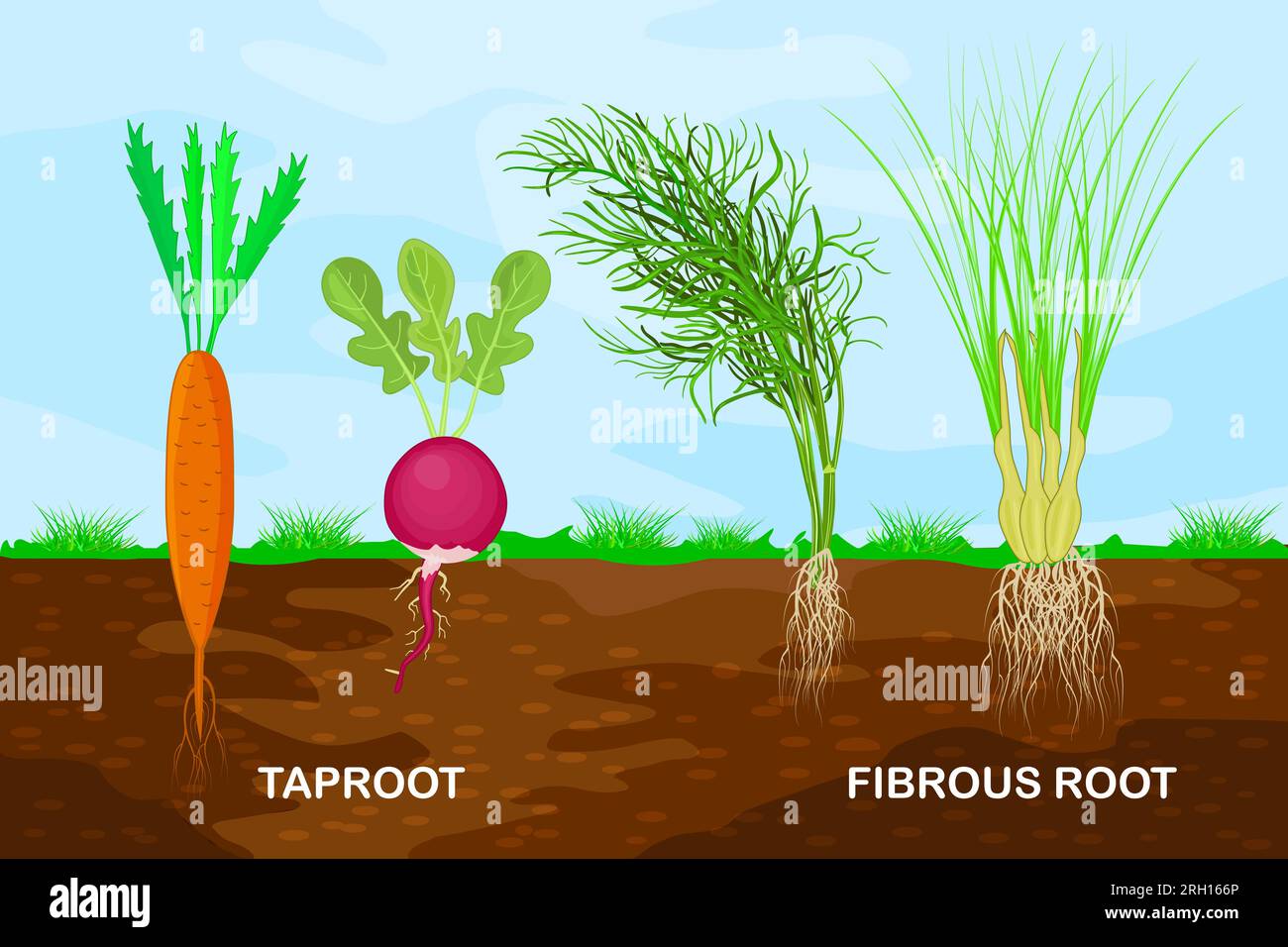 Exemple de racine pivotante Banque d'images vectorielles - Alamy