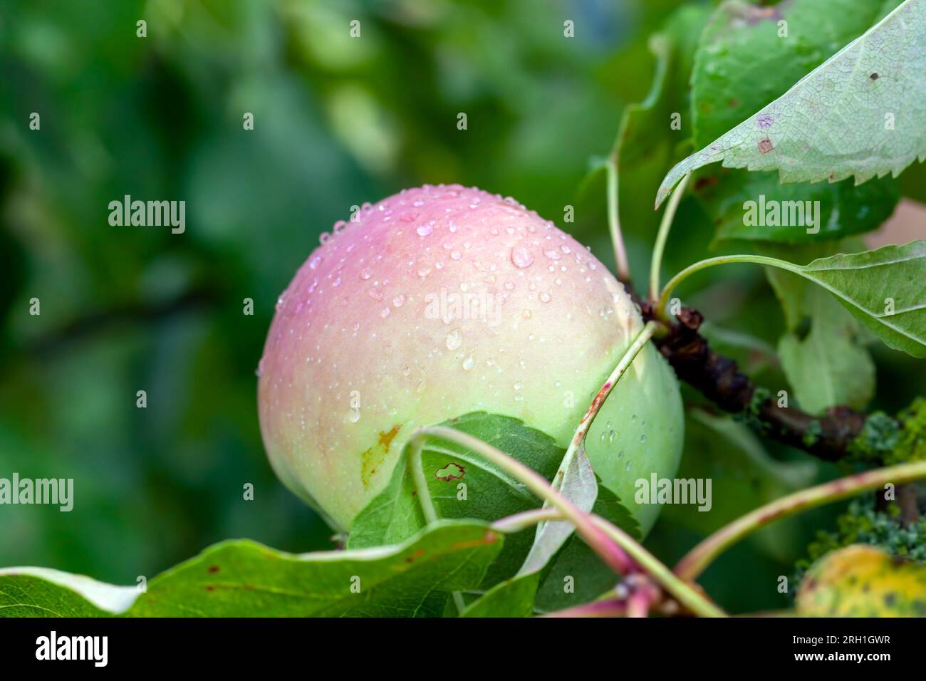 jardin d'été avec arbres fruitiers et récolte de pommes, activité ...