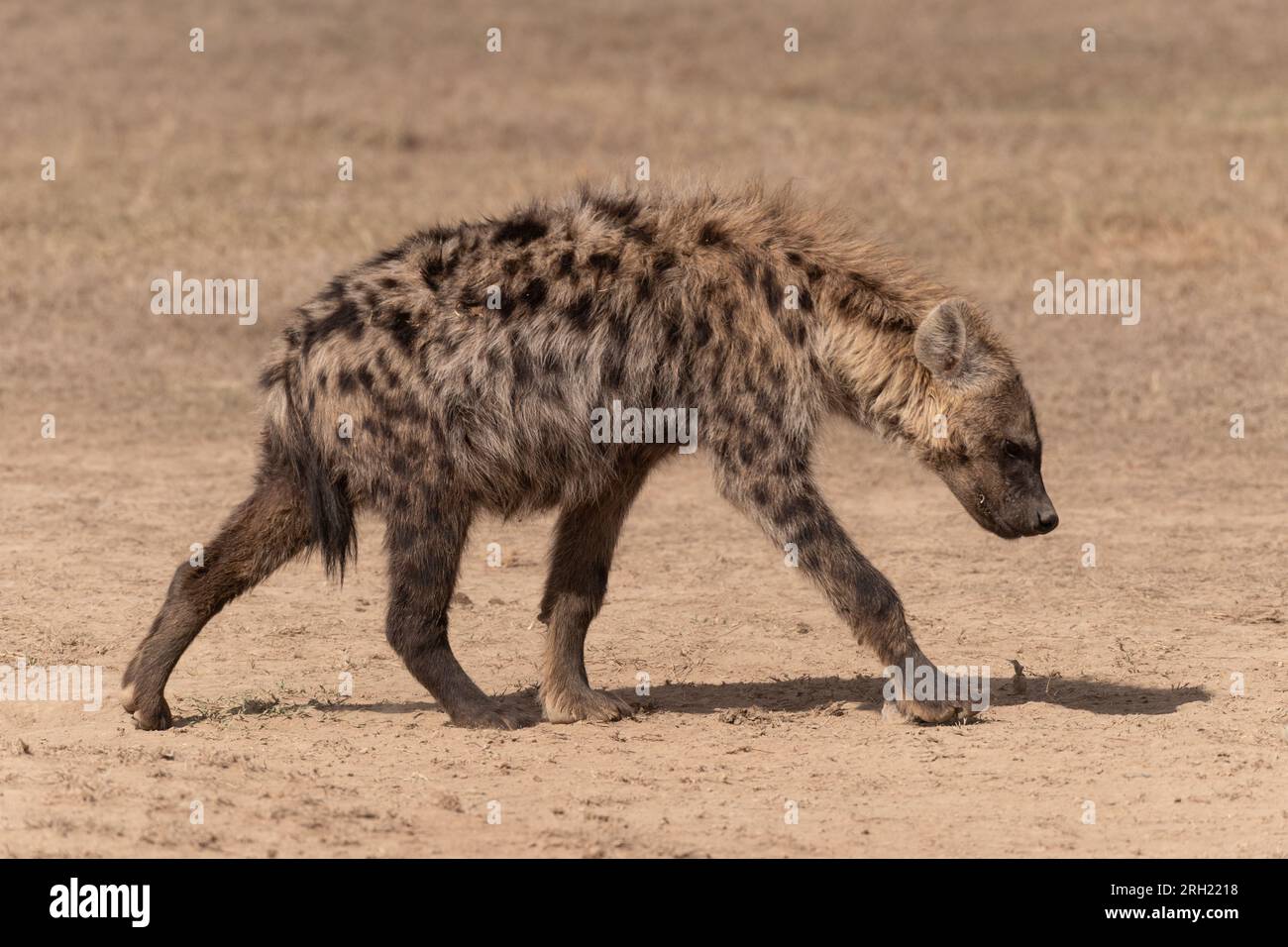 Predator carnivor Banque de photographies et d’images à haute ...