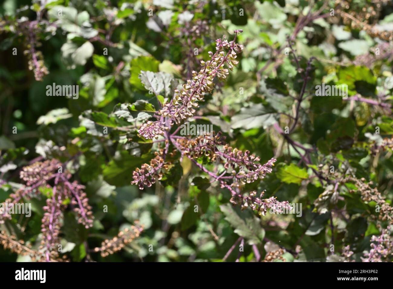 Inflorescence de tulsi Banque de photographies et d’images à haute ...