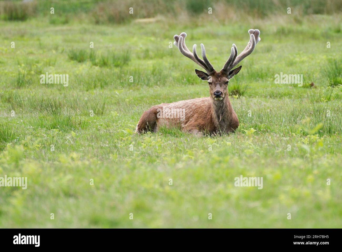 Cerf angleterre Banque de photographies et d’images à haute résolution ...