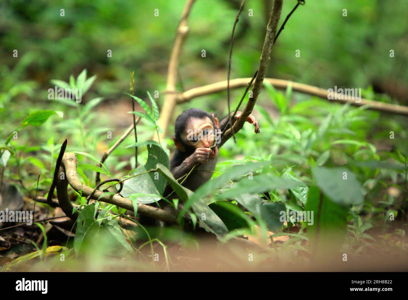 Un nourrisson macaque à crête (Macaque nigra) dans la réserve naturelle ...