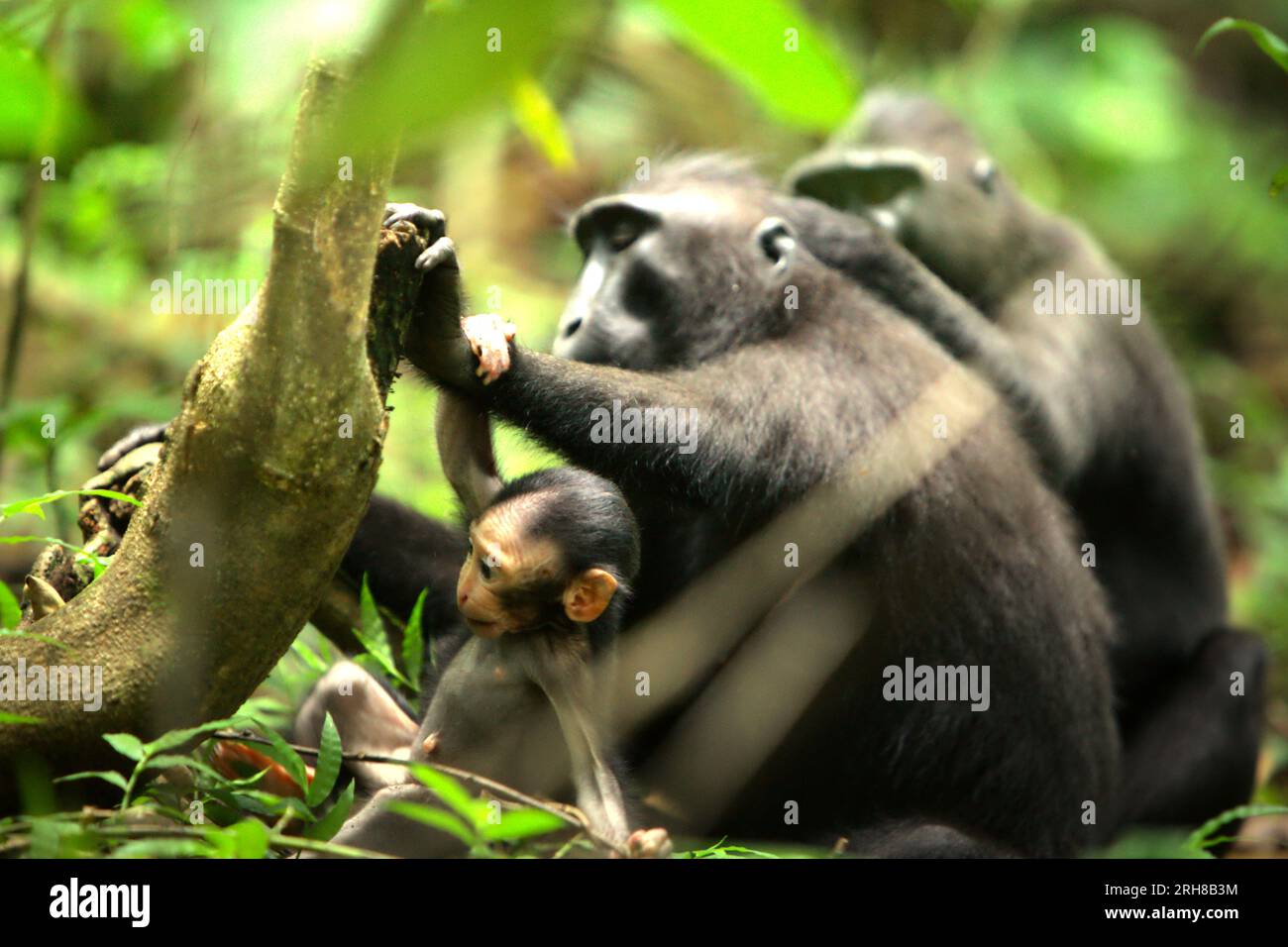 Un nourrisson macaque à crête (Macaque nigra) joue au milieu d'un ...