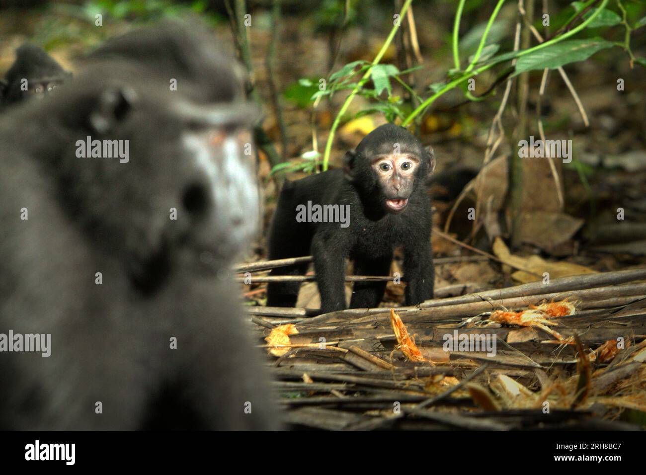 Communication macaque Banque de photographies et d’images à haute ...