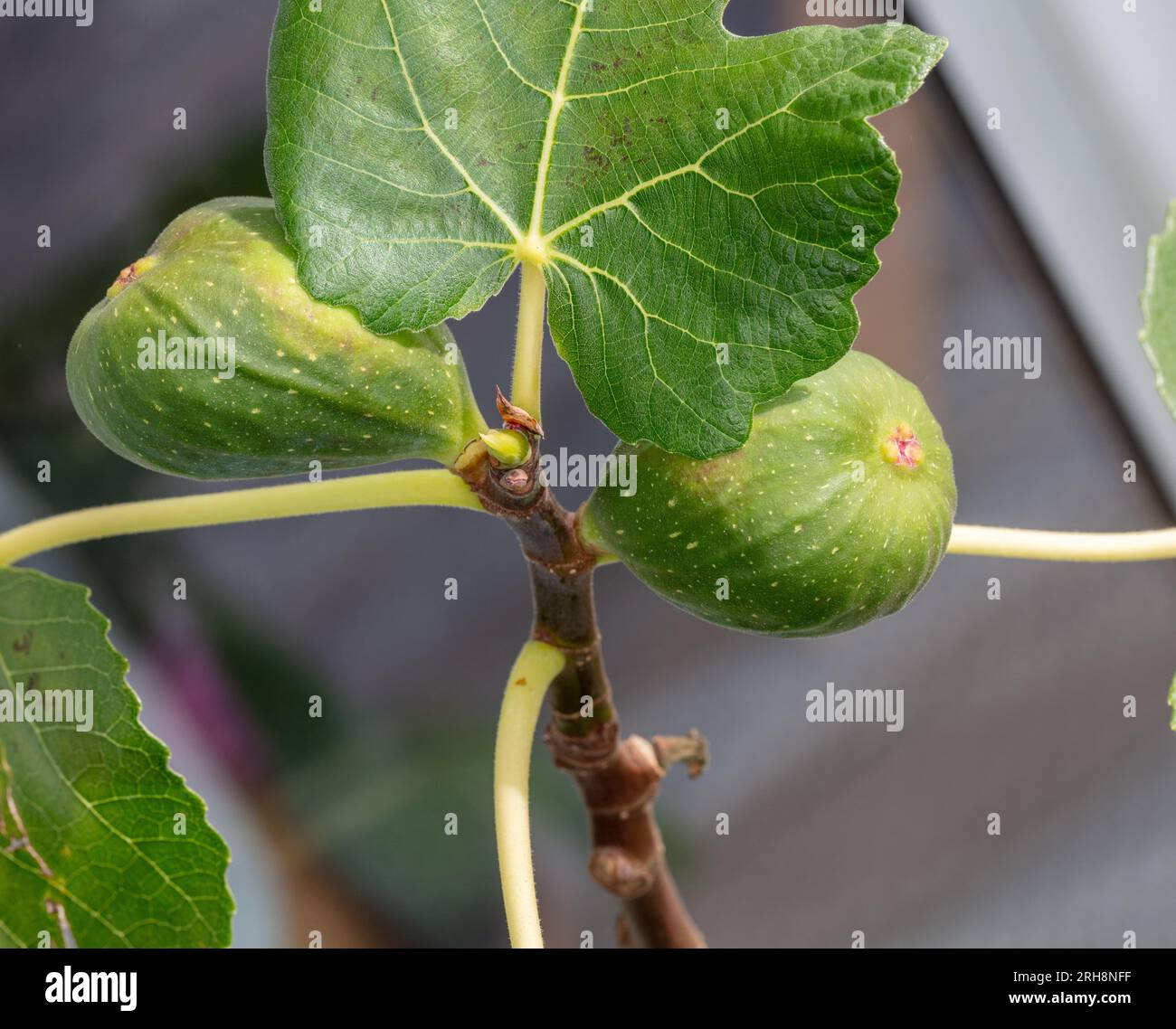 Ficus communis Banque de photographies et d’images à haute résolution ...